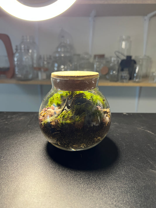 Terrestrial Terrarium Kits – Page 2 – Plush Moon Terrarium Co