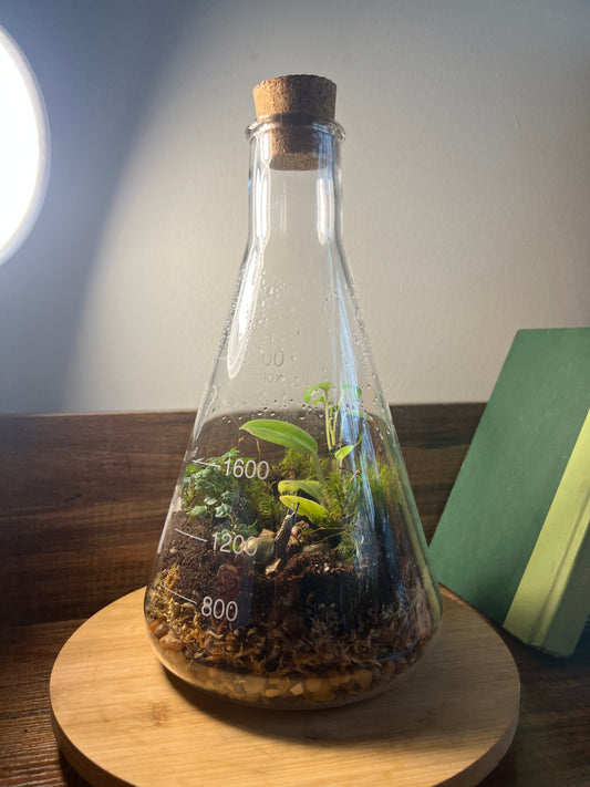 Terrariums for Sale – Plush Moon Terrarium Co