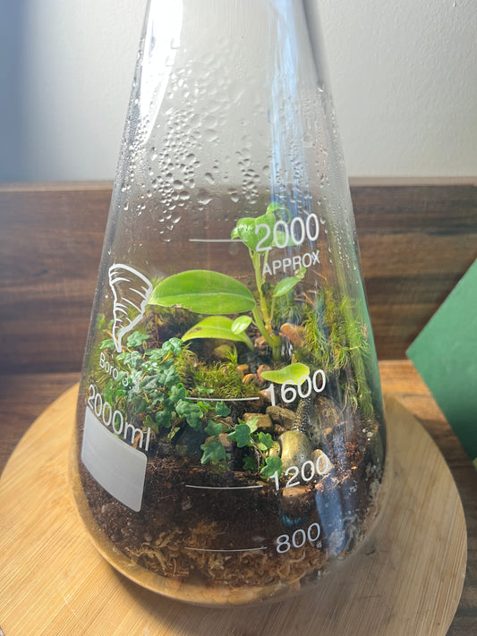 Terrariums for Sale – Plush Moon Terrarium Co