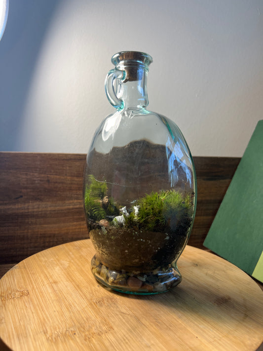 Terrariums for Sale – Plush Moon Terrarium Co