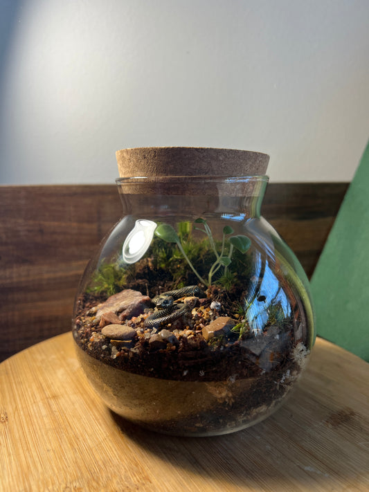 Terrariums for Sale – Plush Moon Terrarium Co