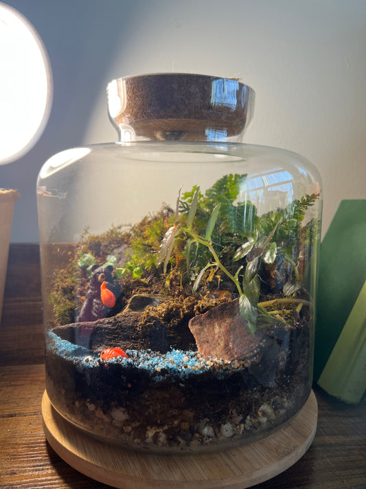 Terrariums for Sale – Plush Moon Terrarium Co