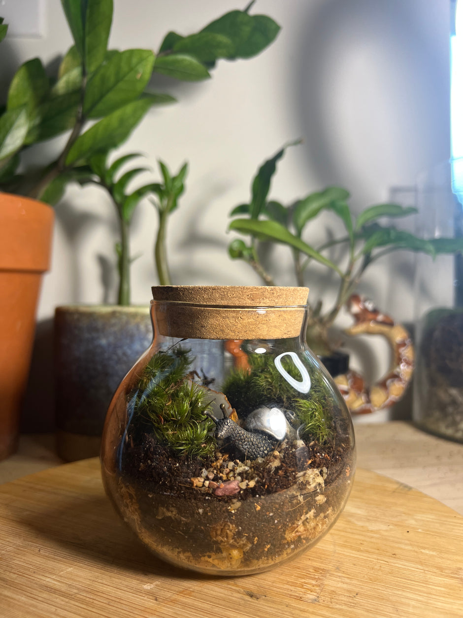 Terrariums for Sale – Plush Moon Terrarium Co