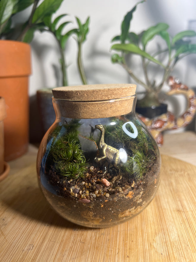 Plush Moon Terrarium Co | Unique Terrarium Workshops + Terrarium Kits