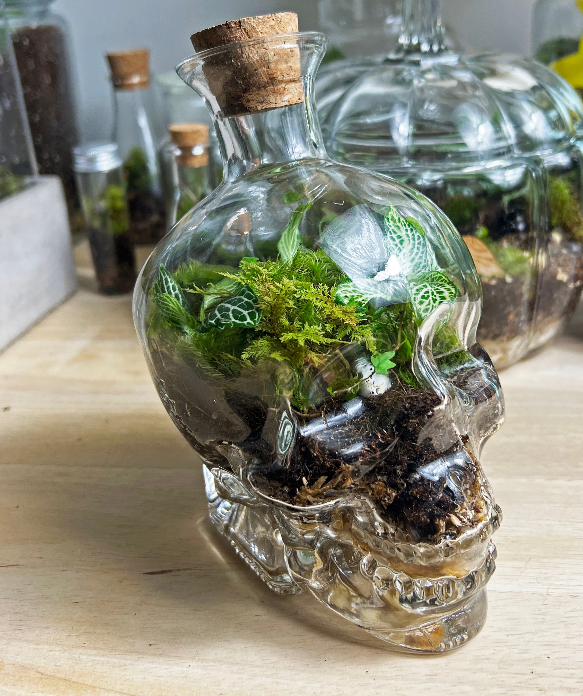 Plush Moon Terrarium Co | Unique Terrarium Workshops + Terrarium Kits